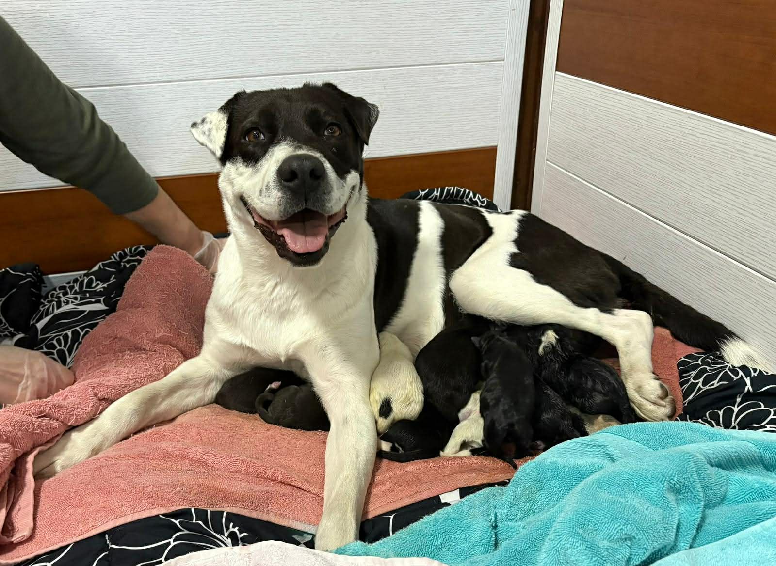 Local animal rescue facing high vet bills after holiday intakes ...