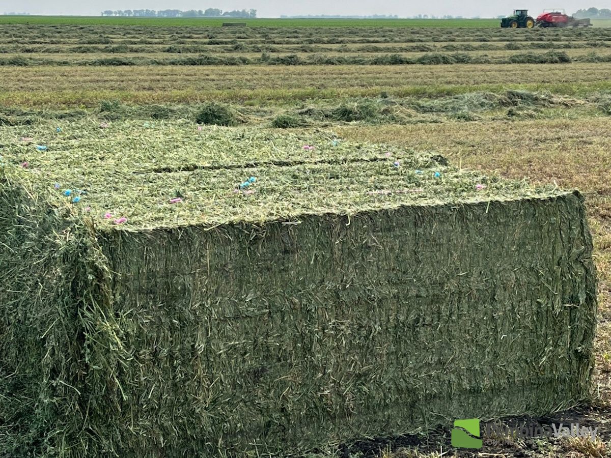 Local hay harvester hopes weather co-operates for higher quality second ...