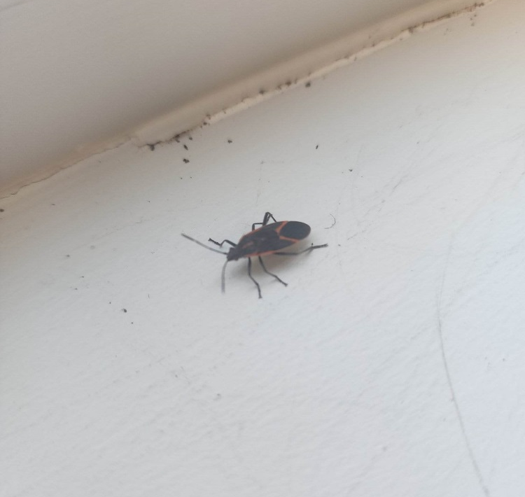 How to handle boxelder bugs - DiscoverAirdrie.com - Local News, Weather ...