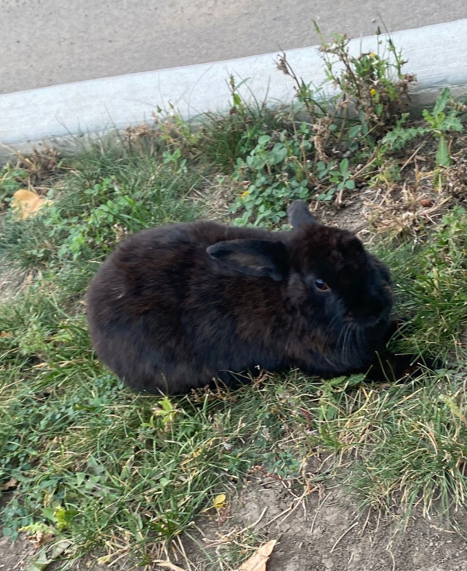 Hippity-hop: black bunny rabbits spotted in Weyburn - DiscoverWeyburn ...