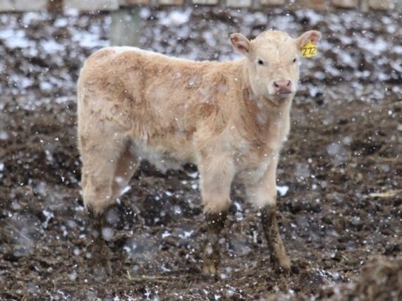 Cow-calf producers saw 2025 best year on record: 2026 begins on a high ...