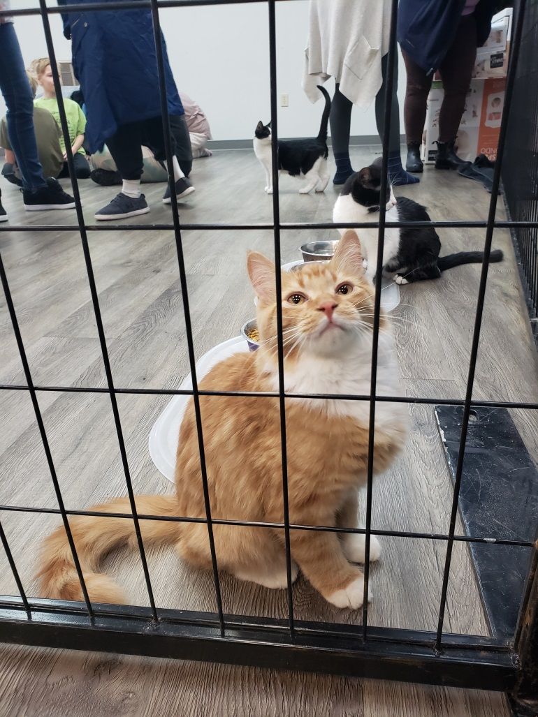 Strathmore's first cat cafe a huge success! - StrathmoreNow.com - Local ...
