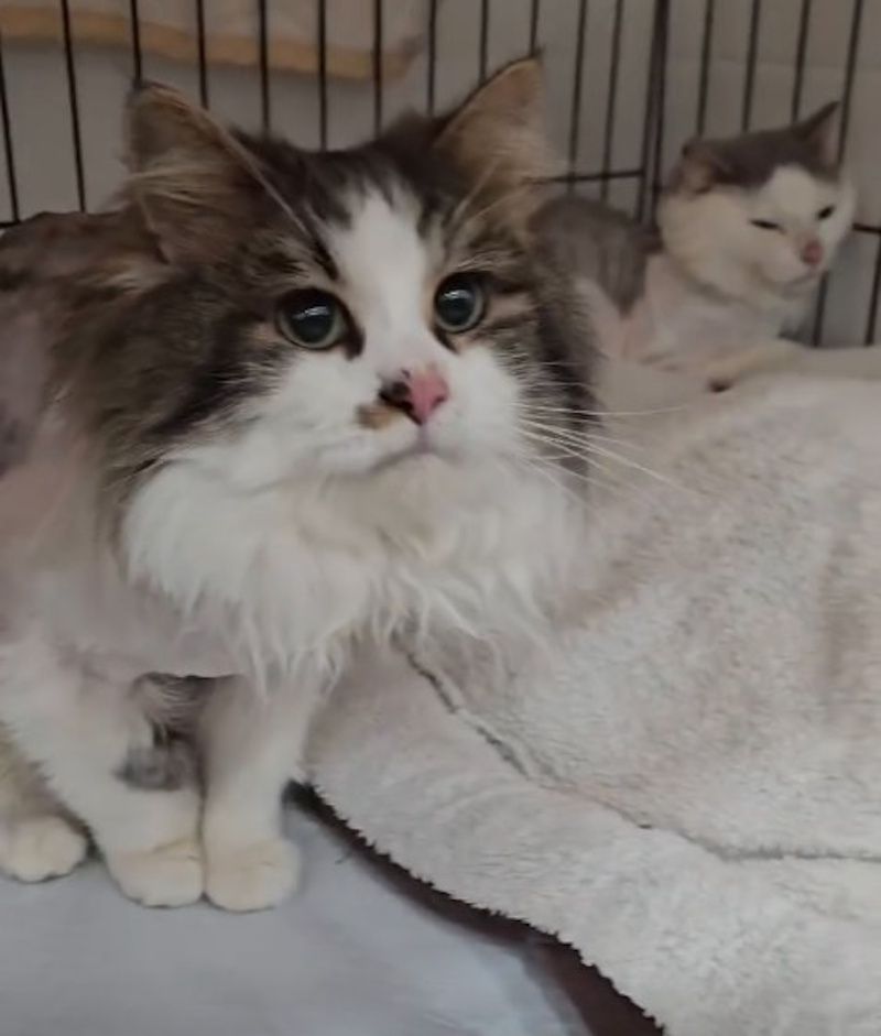 More than 40 cats rescued from Wynyard home after wellness check ...