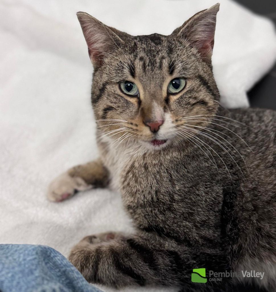 Cat found embedded in snowbank captures hearts across region ...