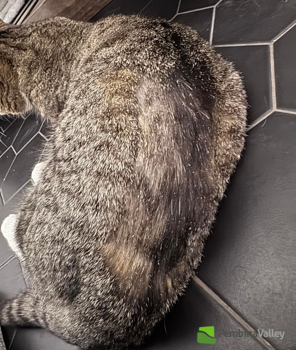 Cat found embedded in snowbank captures hearts across region ...