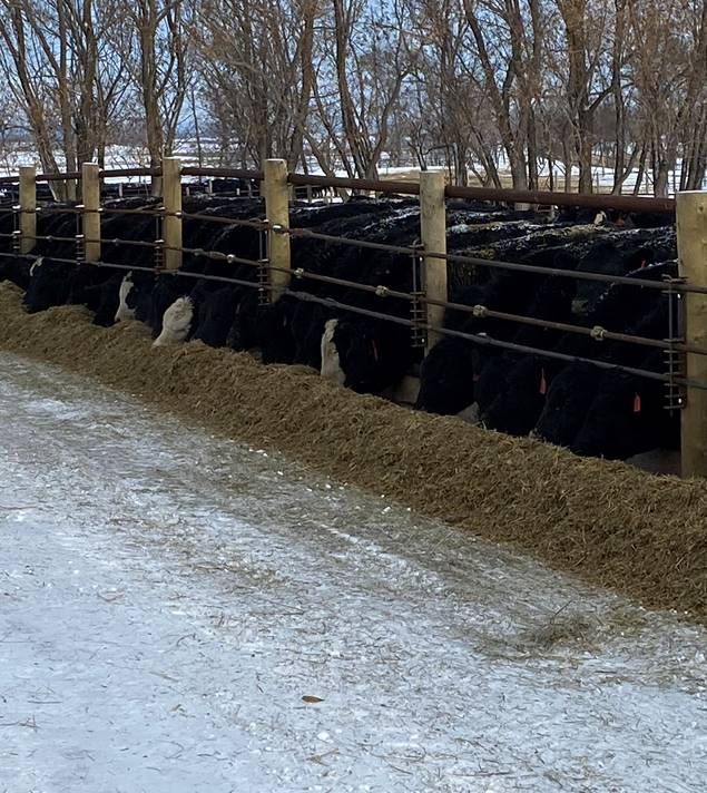 Managing cattle growth: backgrounding tops from a Manitoba expert ...