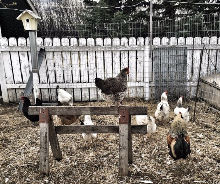 Deadline looming to licence dogs, bees and chickens - HighRiverOnline ...