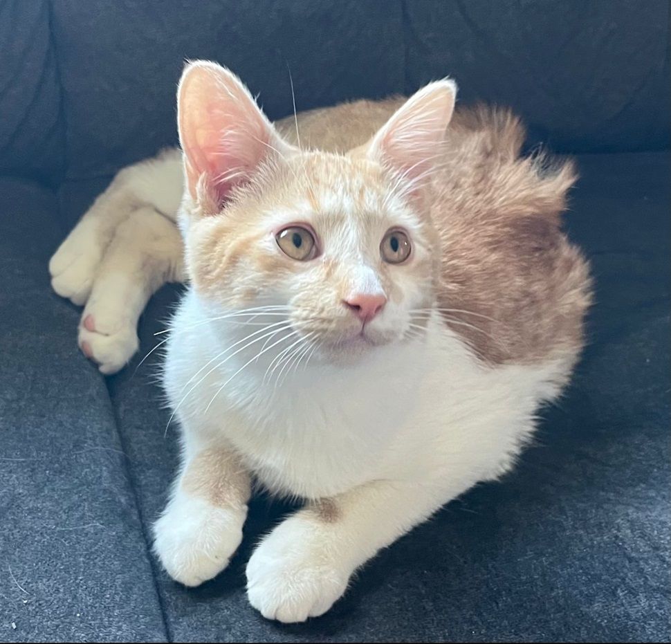 Fetch a Friend Friday-Chuckie - WestCentralOnline: West Central ...