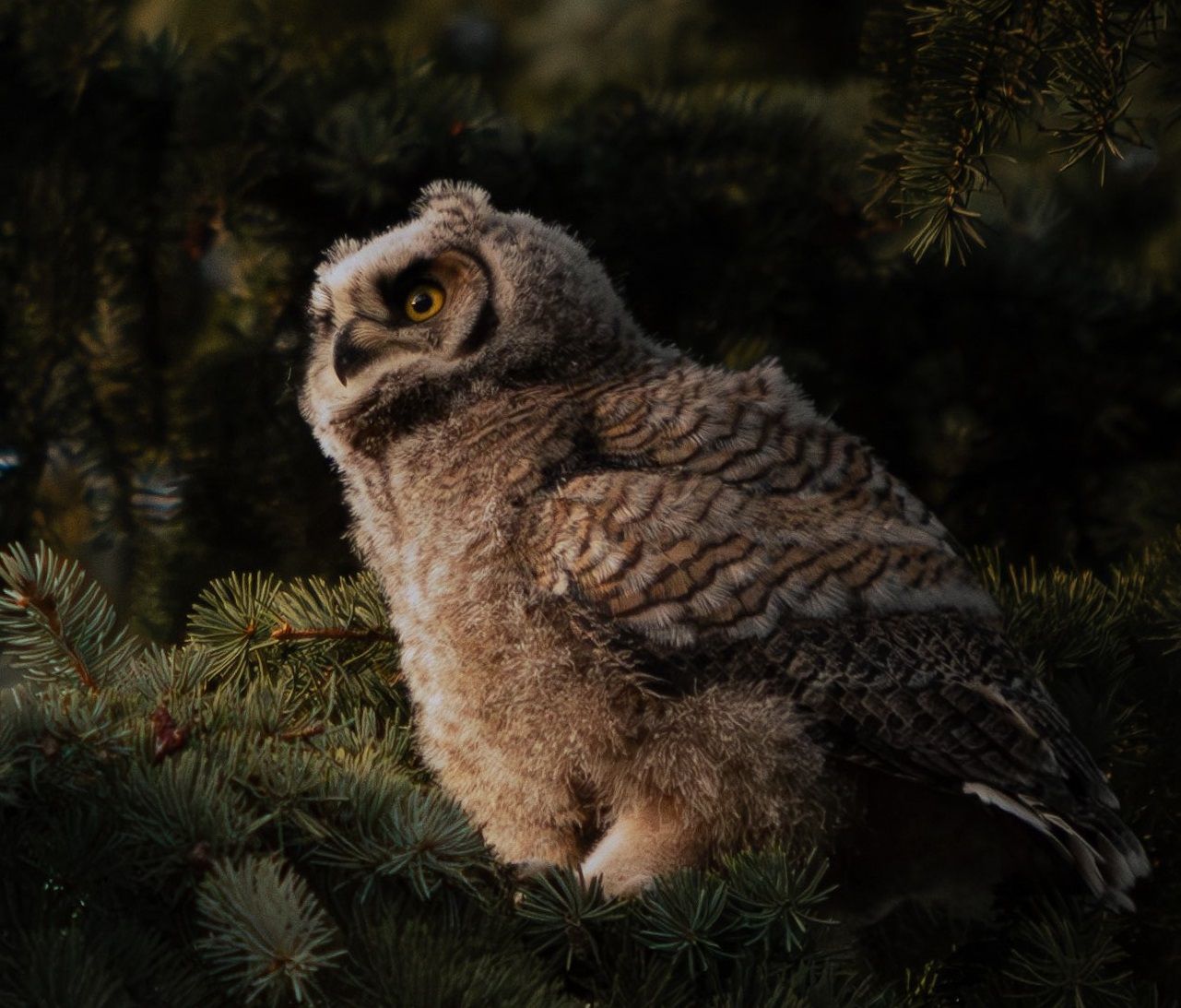 What to remember when observing, photographing owls - CochraneNow ...