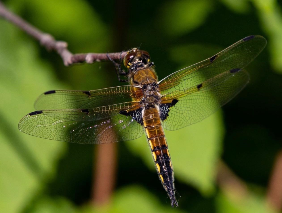 Dragonflies bring their air show to southeastern Manitoba ...