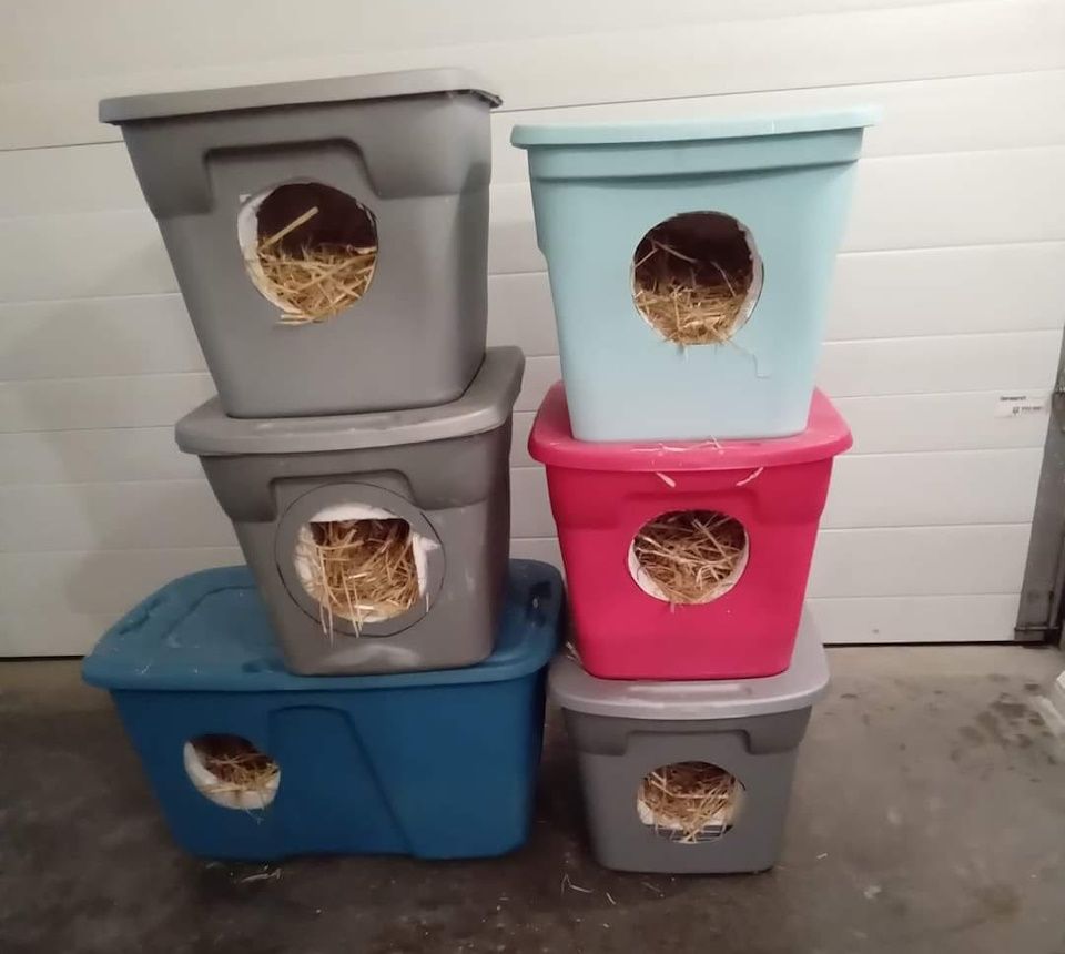 Helping stray cats in the cold - DiscoverWeyburn.com - Local news ...