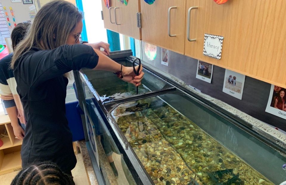 Students release future food after raising fish from eggs in classroom ...
