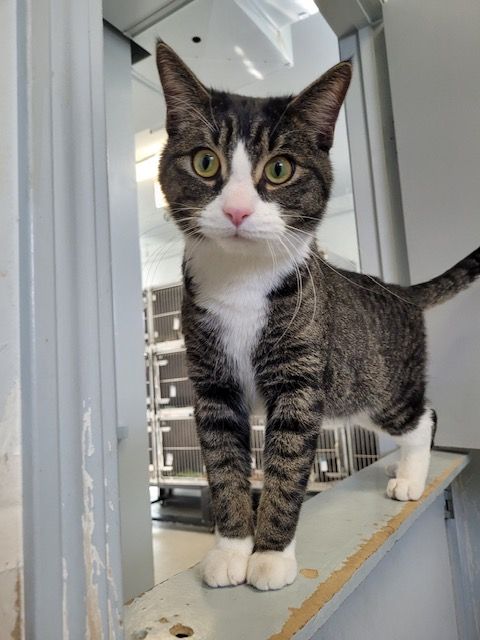 SPCA urges responsible adoptions this holiday season ...