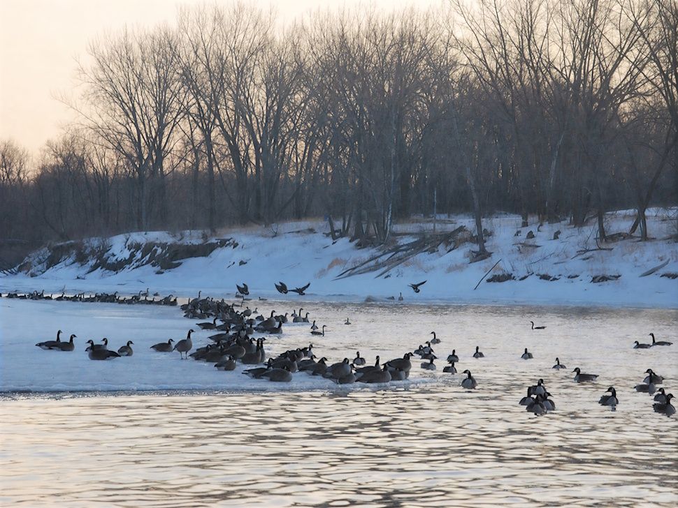 Avian influenza detected in local waterfowl amid fall migration ...