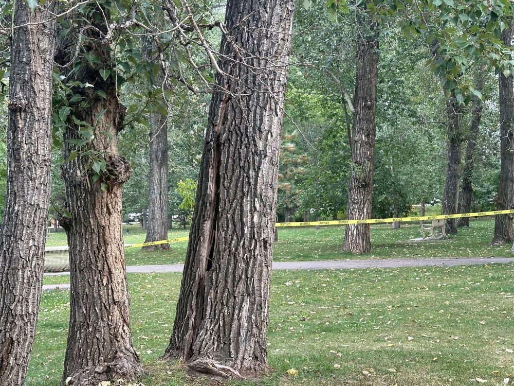 Tree in danger of falling at George Lane Park - OkotoksOnline.com ...