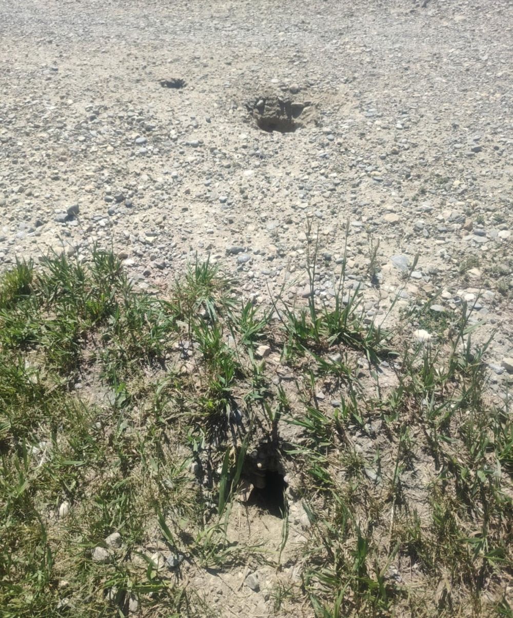Foothills County asks producers to report gopher damage ...