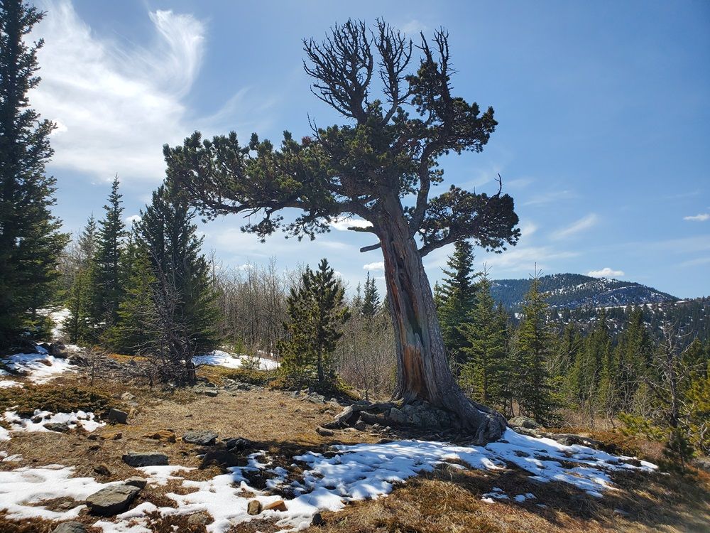 Here are some hiking options in Kananaskis Country while gate at Hwy 40 ...