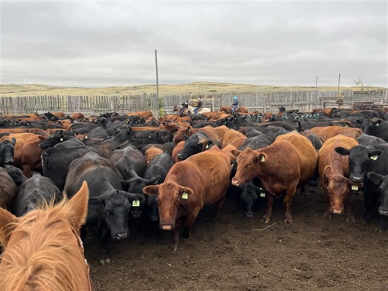 Partner Profile: Tompkins rancher breeds for long-term success ...