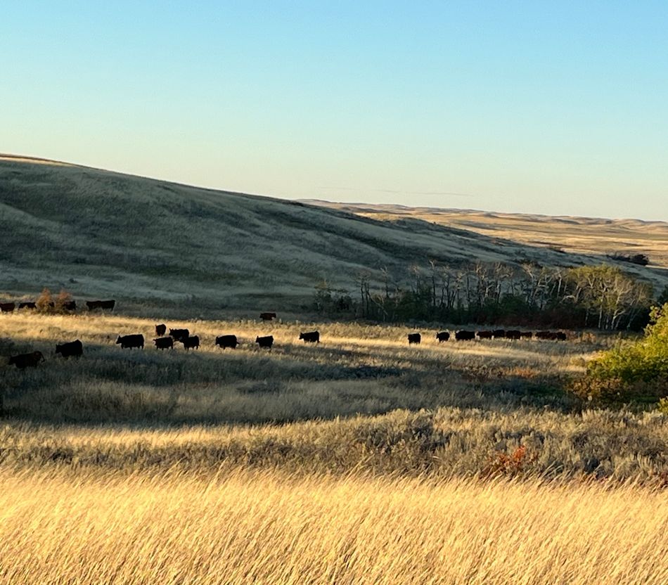 Partner Profile: Tompkins rancher breeds for long-term success ...