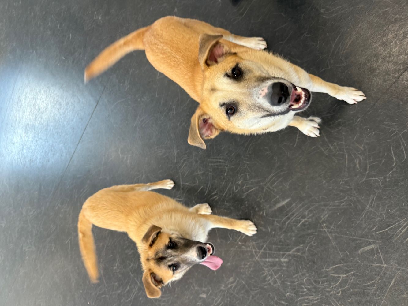 Adorable Adoptables: Kirk's big heart needs a home - CochraneNow ...