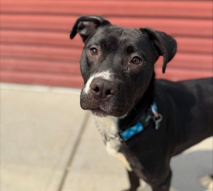 Adorable Adoptables: Big Mac energy in a snack-sized pup - CochraneNow ...