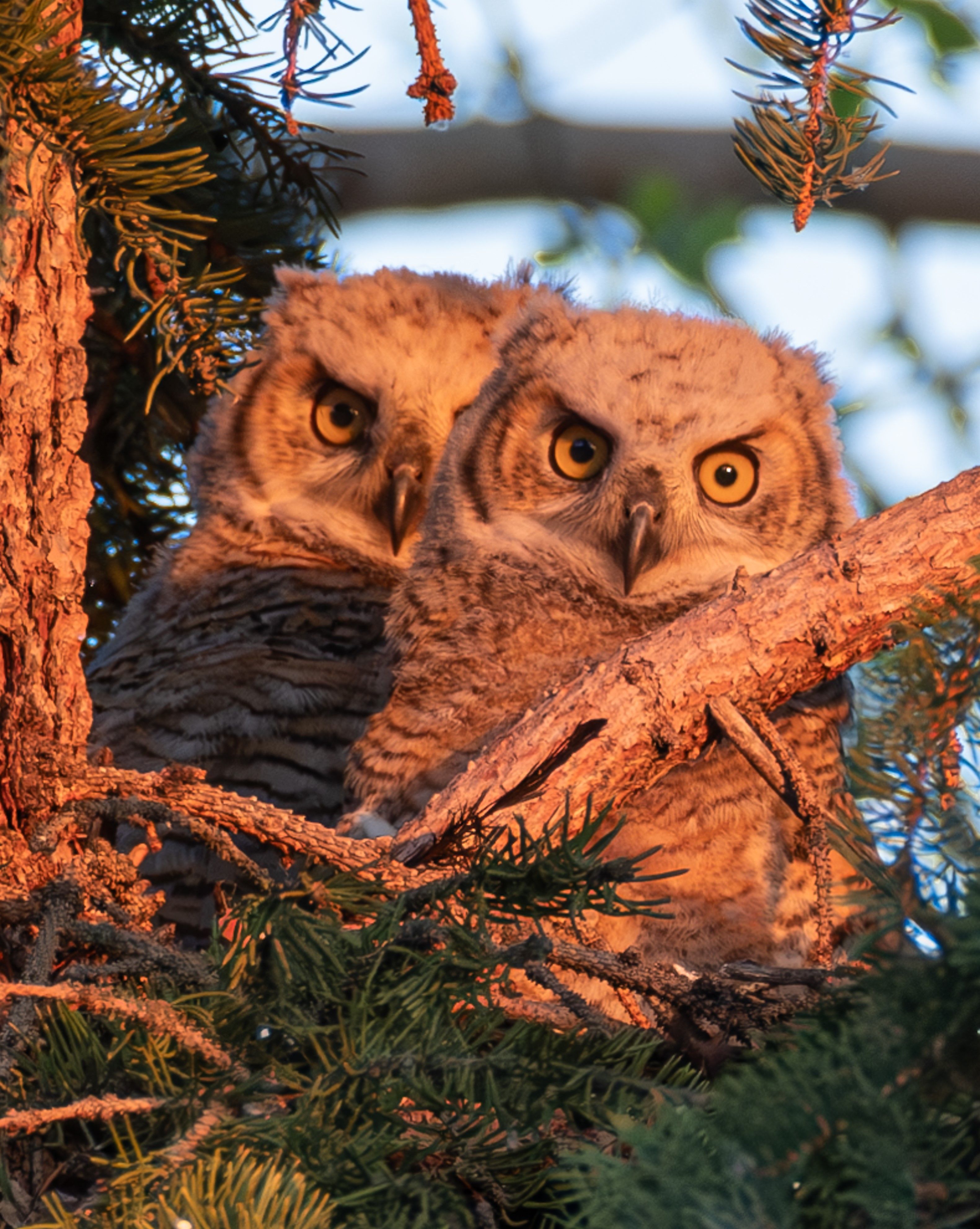What to remember when observing, photographing owls - CochraneNow ...