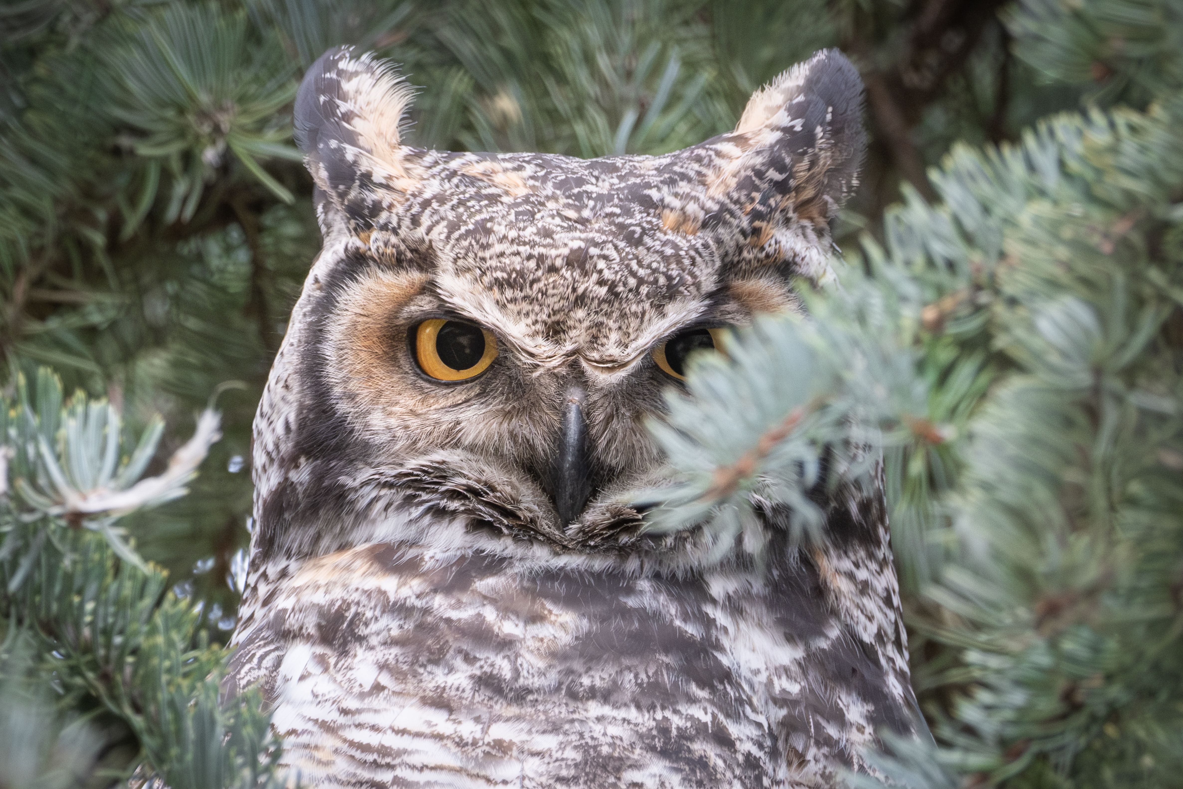 What to remember when observing, photographing owls - CochraneNow ...