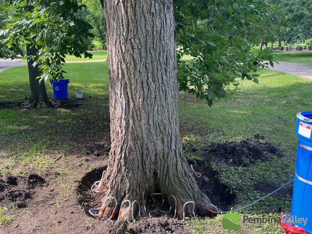 What you need to know about preventing Dutch Elm Disease in Morden ...