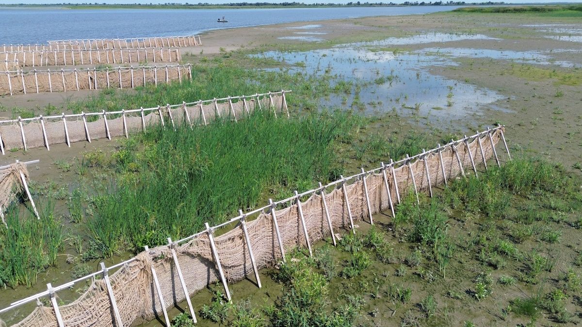 Results already being seen in Netley-Libau Marsh restoration project ...
