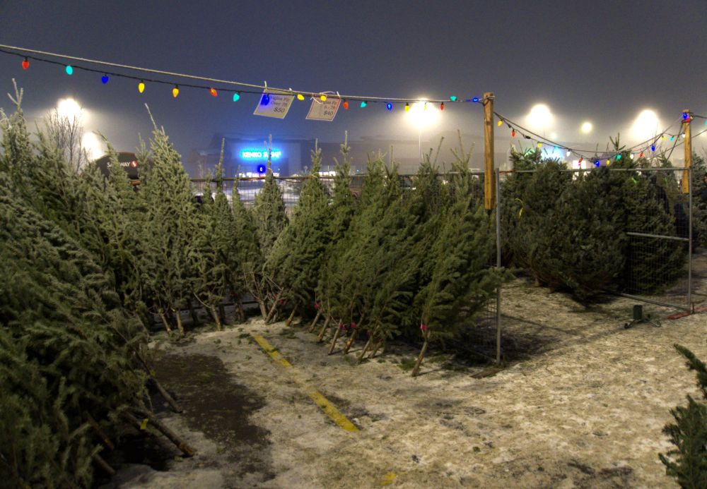 Okotoks Scouts' annual Christmas tree drive is back - HighRiverOnline ...