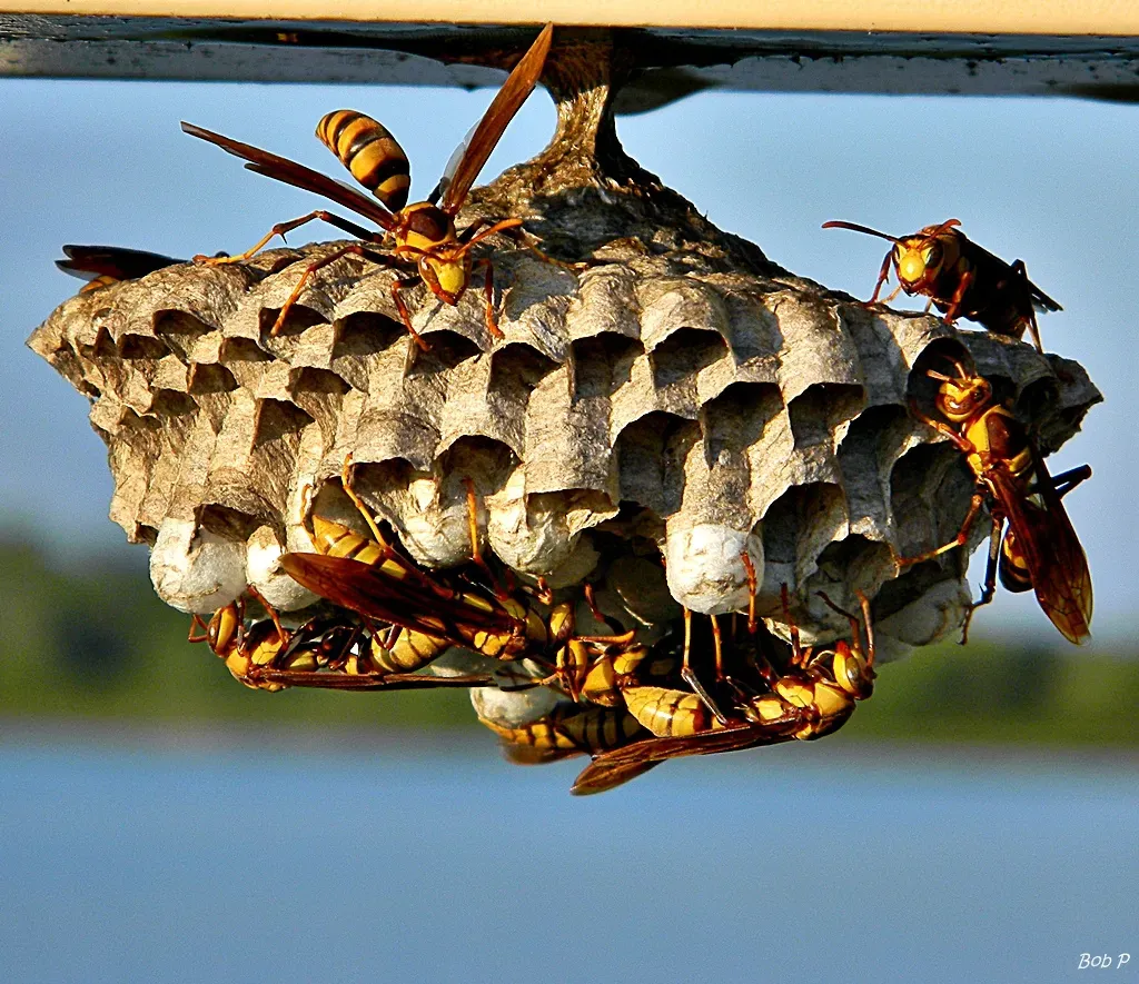 Not just a pest: Wasps are pollinators, predators... part of the ...