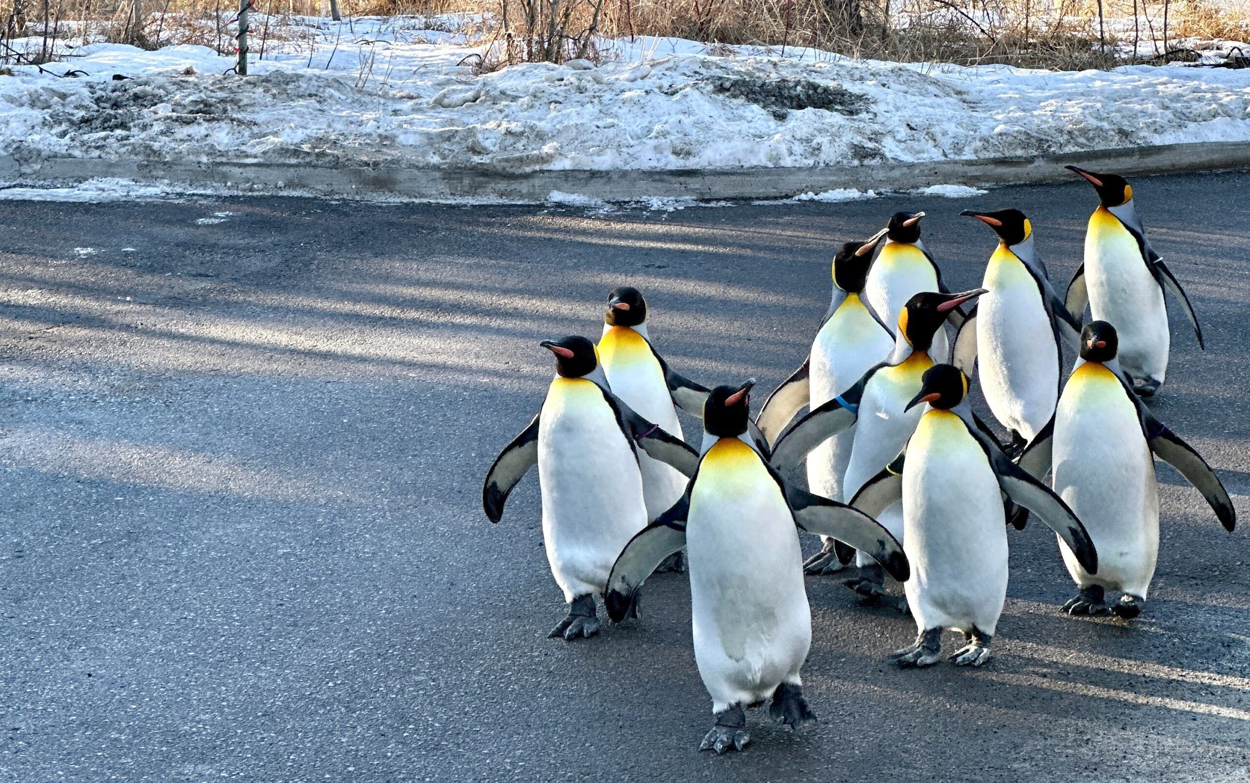 Penguin Awareness Day: Meet the feathered residents of the Calgary Zoo ...