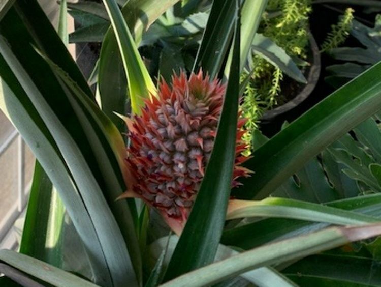 Sweet success! Moose Jaw teacher grows pineapples in classroom ...