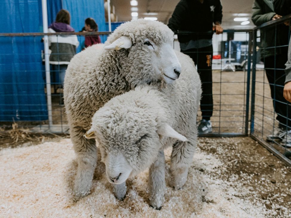 Manitoba AG EX kicks off with top cattle breeds, bringing country kids ...