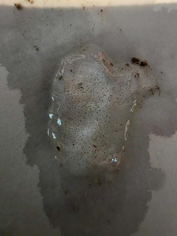 UPDATE: Mystery jelly rain falls in Swift Current area ...