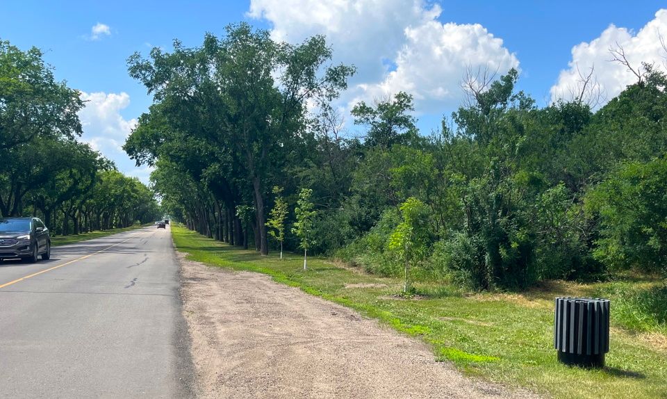 Tree replenishment on Saskatchewan Drive part of City of Weyburn's ...