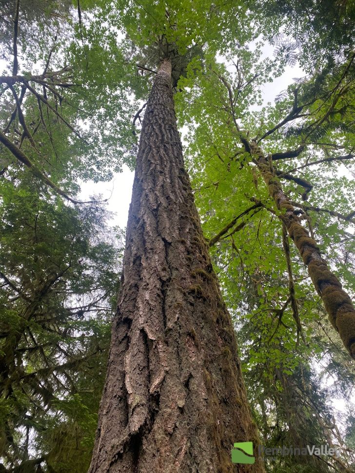 ‘Canada is where the trees are,’ says homebuilder about why it’s wise ...