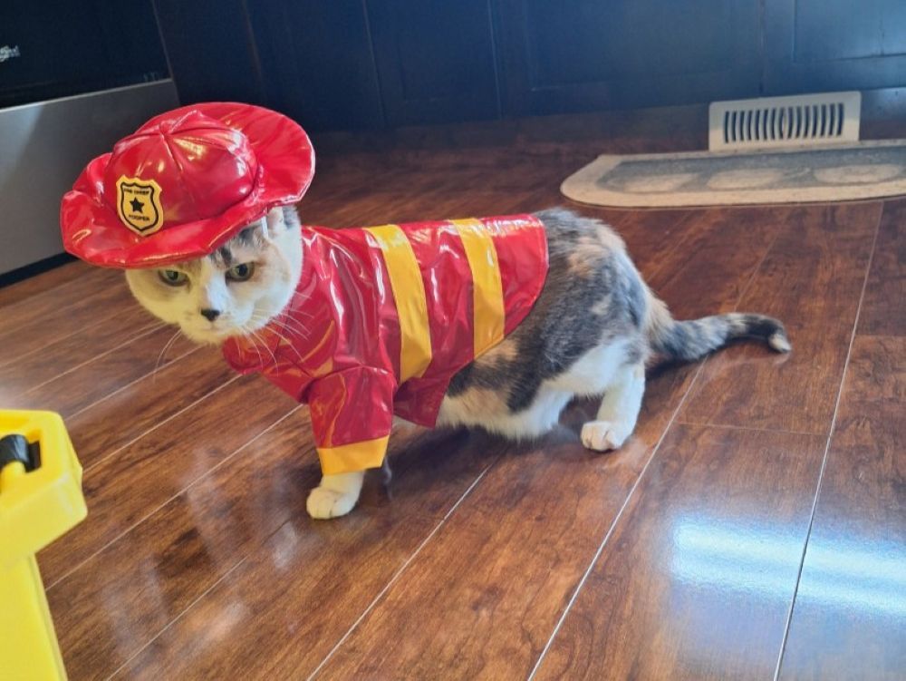 Local rescue cat advances to second round of national pet contest ...