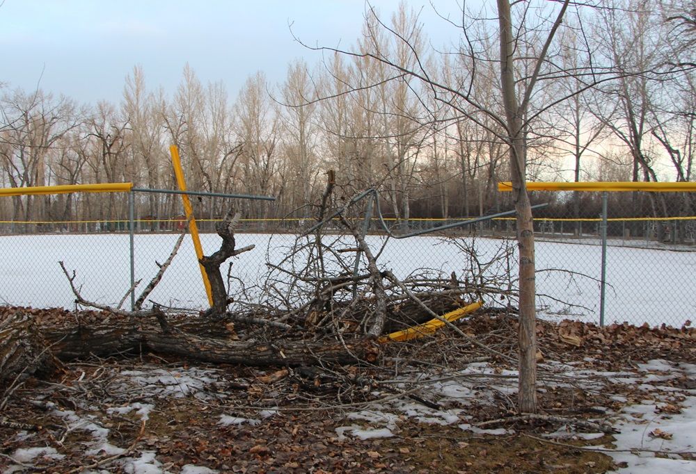 Timber! George Lane Park cottonwood tree snaps and takes out fence ...