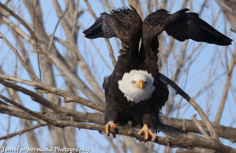 New Bothwell photographer shares breathtaking beauty of snowy owls ...