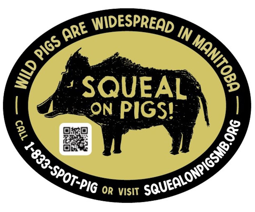 Manitoba Pork advocating for the eradication of wild pigs ...