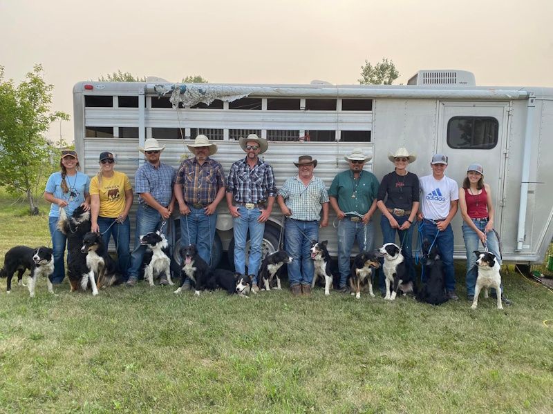 Top stock dogs put to the test at Boissevain Sheep Finals this weekend ...