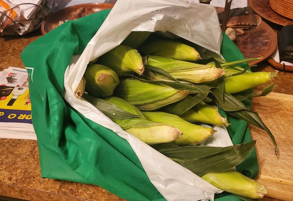 Taber's famous corn on the cob has arrived - OkotoksOnline.com - Local ...