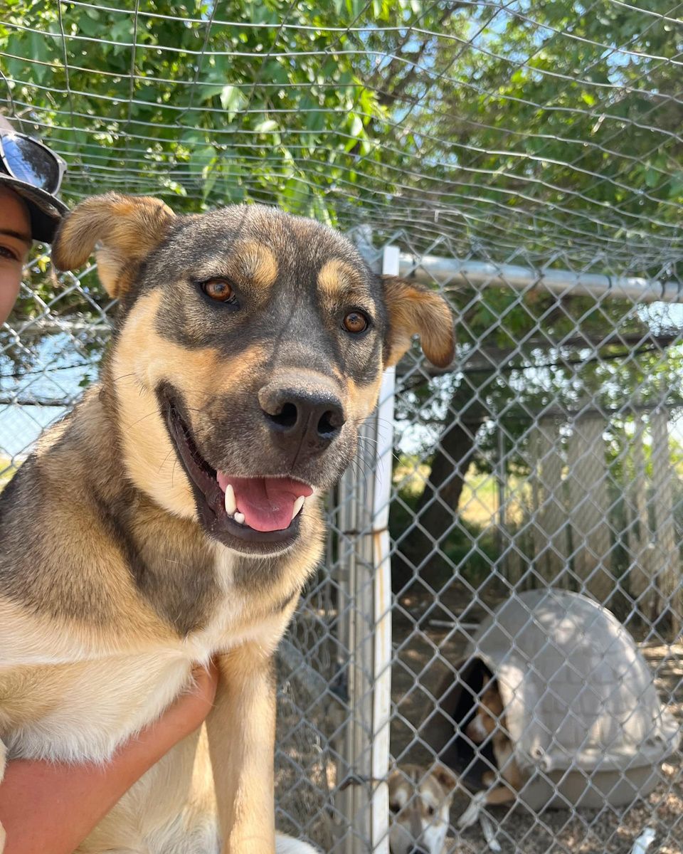 Adoption special at the Weyburn Humane Society's animal shelter for ...