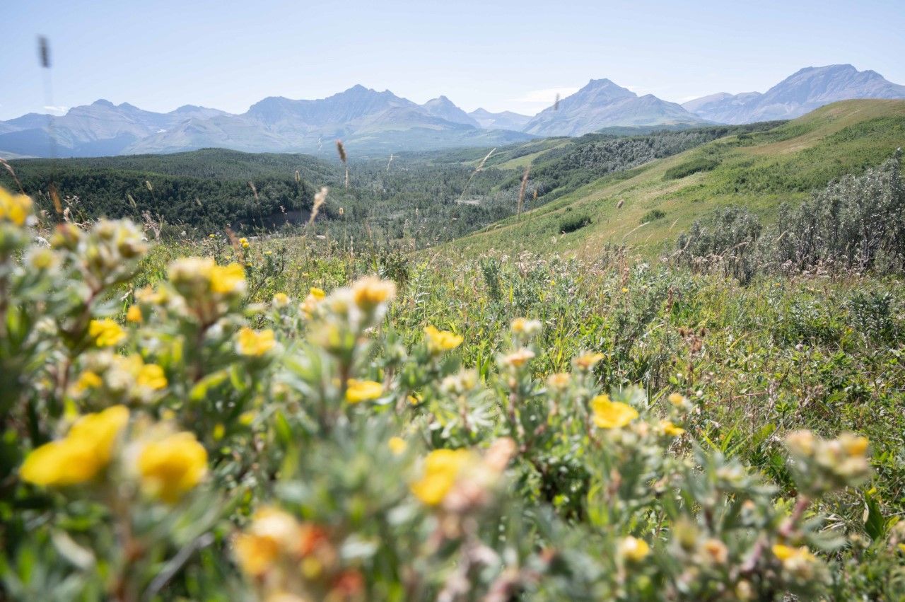 Nature Conservancy launches campaign to preserve southern Alberta ...
