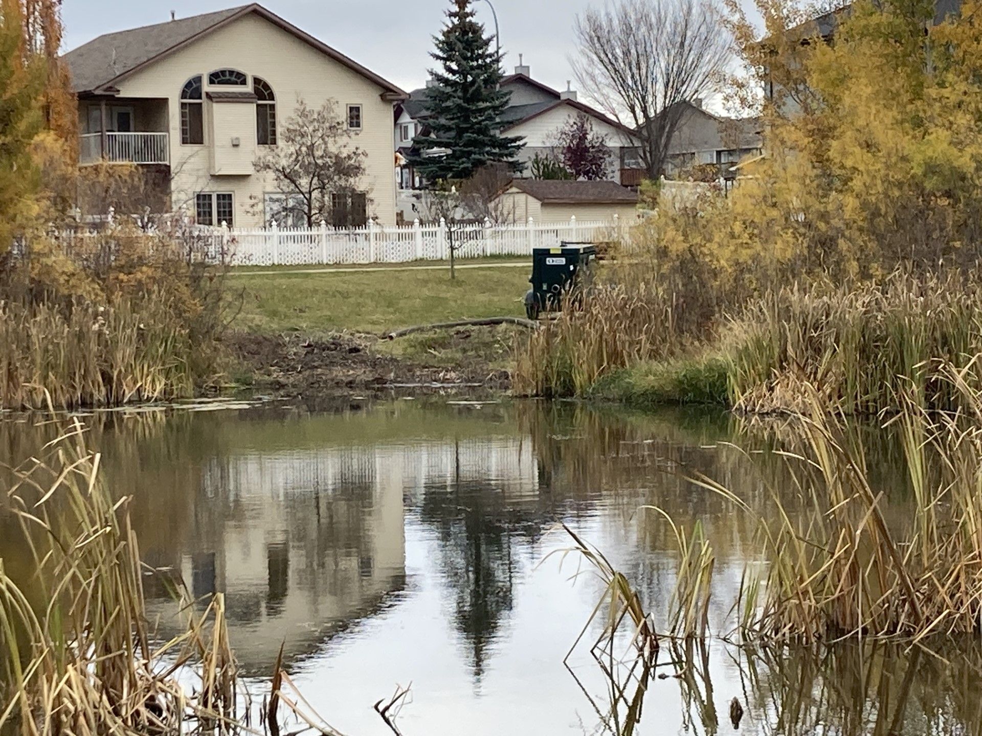 Invasive goldfish to be removed from Sylvan storm pond ...