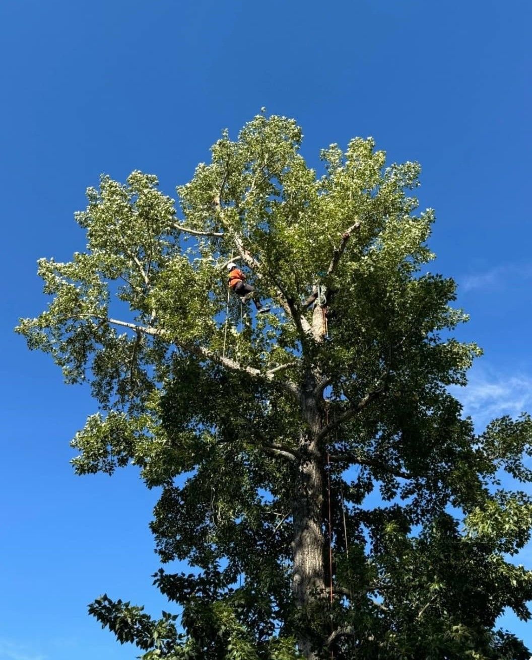 Cochrane arborist wins big at tree climbing competition - CochraneNow ...