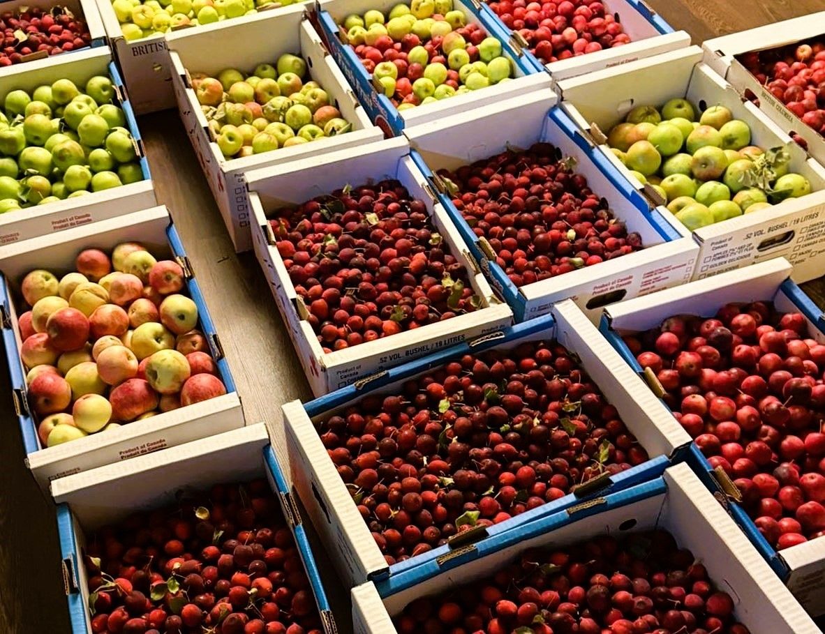 Nearly 3,000 lbs. of fruit collected for wildlife in tree fruit roundup ...