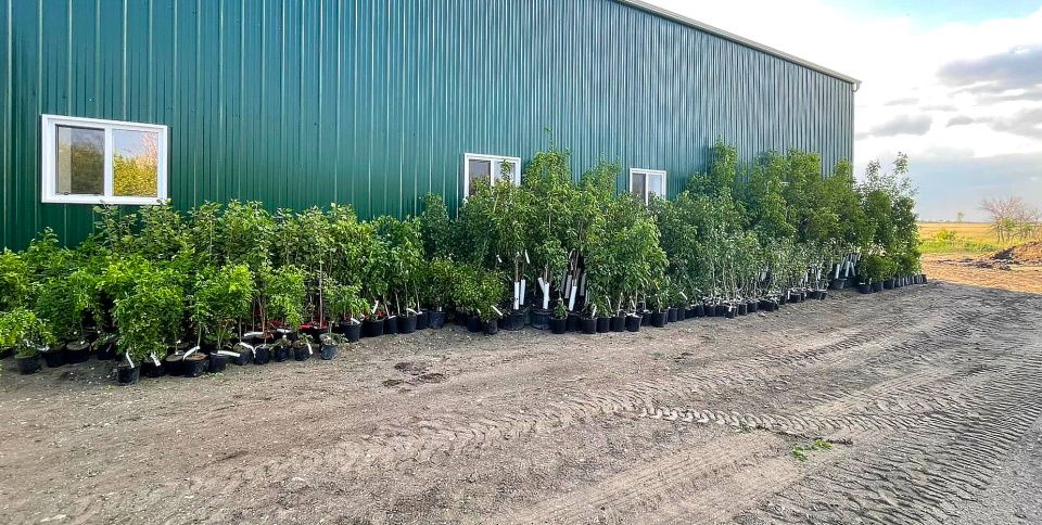 Planting project at Nickle Lake will keep future generations in the ...