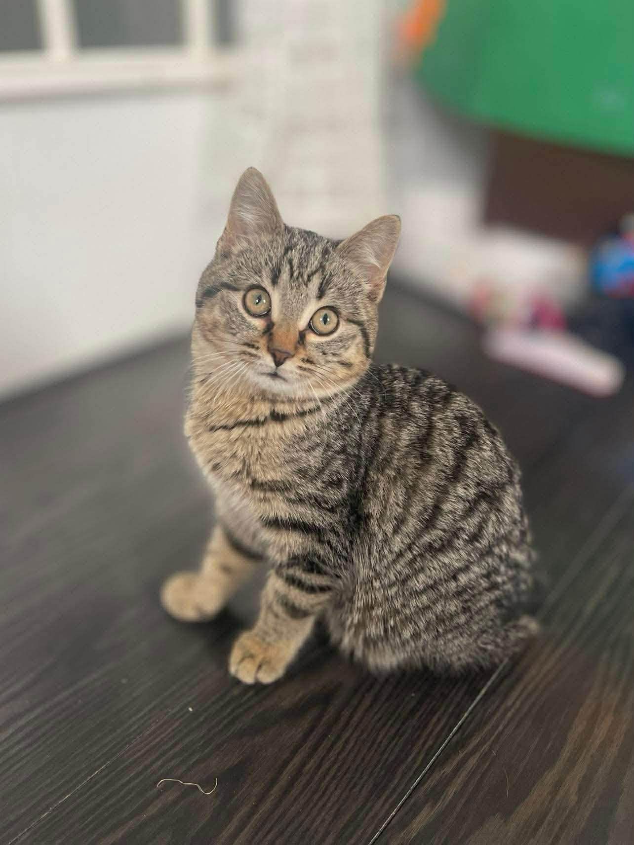West Central Cat Care Program Foundation works to curb cat ...